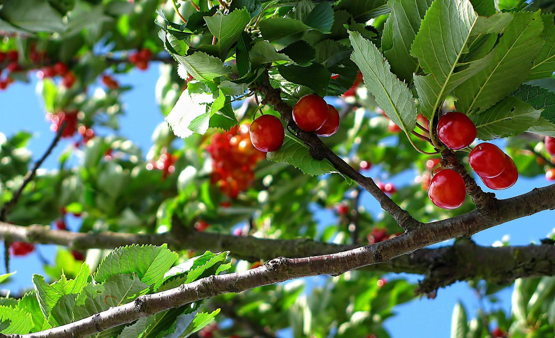 Kersenteelt | Landwinkel de Verse Kers