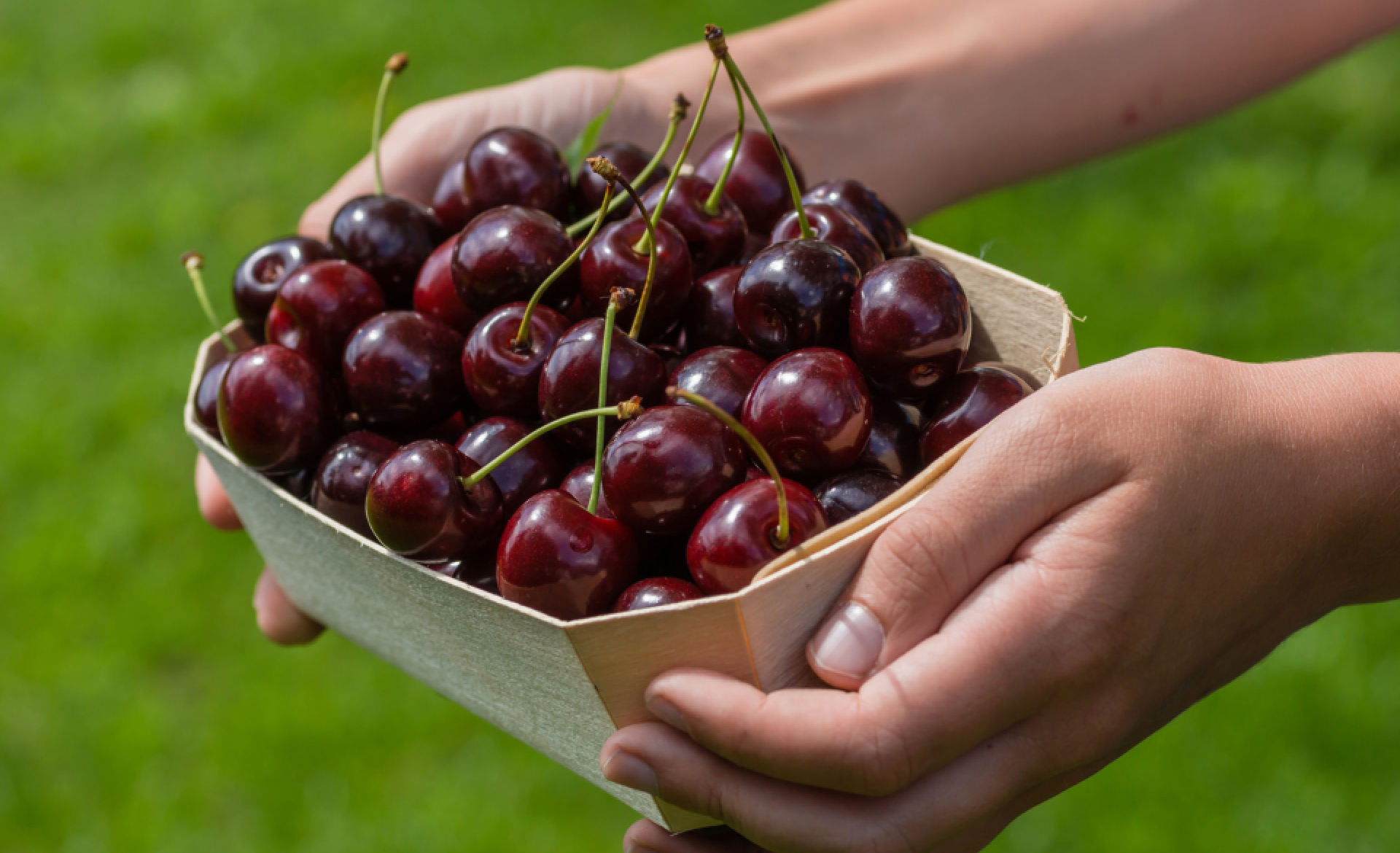 Homepagina de Verse Kers | Landwinkel de Verse Kers